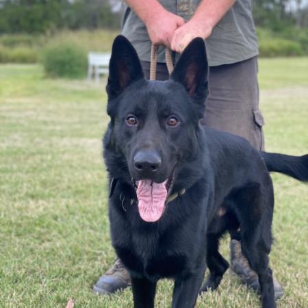 Alldogs Security - K9 Protection, Detection, Training & Sales